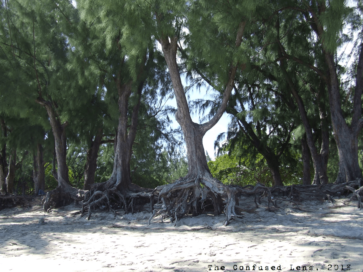 dancing trees – The Confused Lens